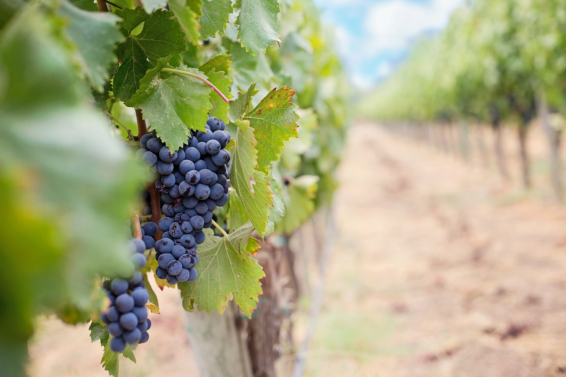 Georgia Wineries & Vineyards to Explore